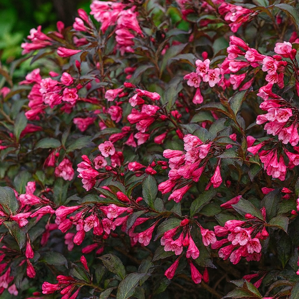 Weigela ‘Very Fine Wine’ | Compact Burgundy Foliage Weigela | Hardy ...