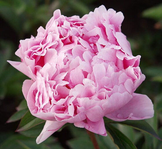Peony 'Sarah Bernhardt' pink | Windswept Gardens LLC Nursery&Greenhouse