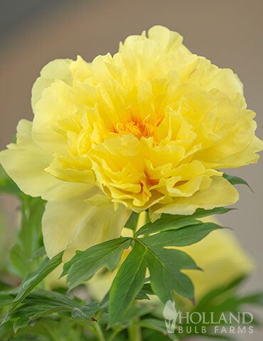 Bartzella Double Peony has huge double yellow blooms. | Windswept ...