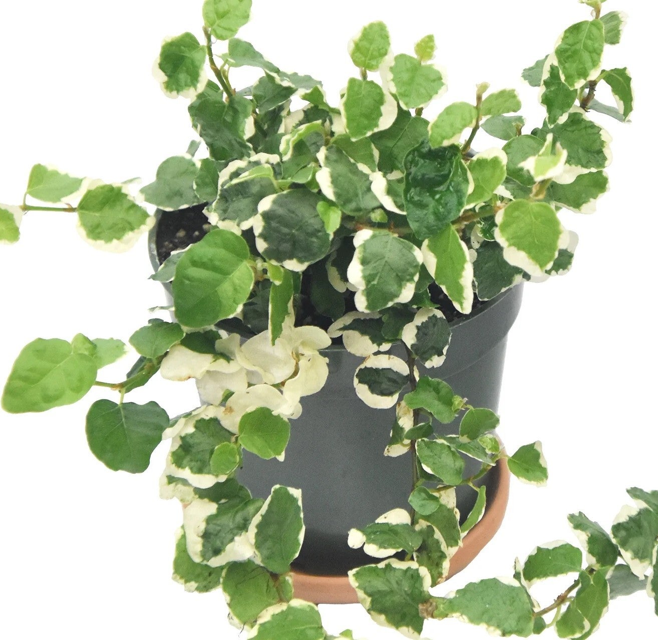 Ficus pumila 'Variegata' 'Creeping Fig' | Windswept Gardens LLC Nursery ...